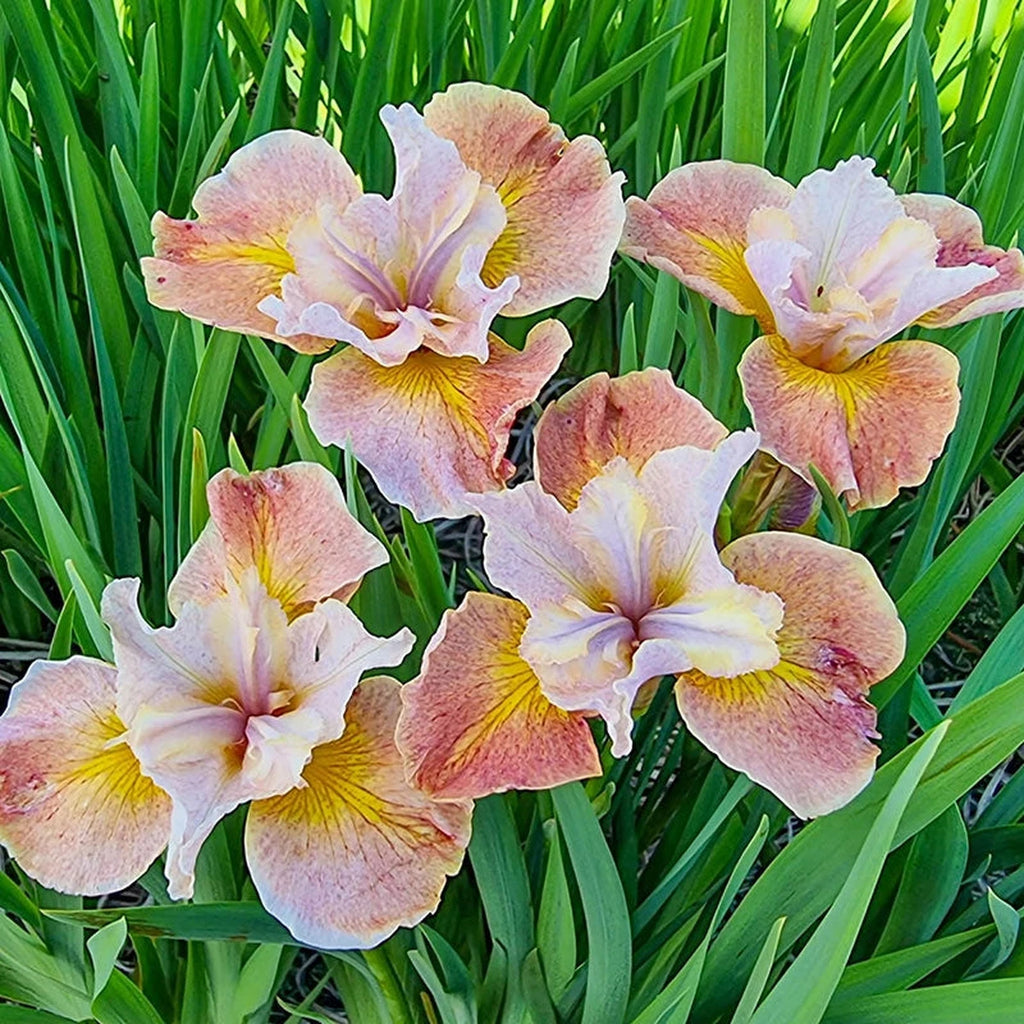 Buy Sandy River Belle Siberian Iris | Iris Bulbs | Breck's