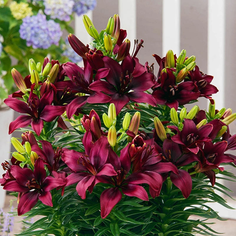 Shop Happy Love Carpet Border Lily | Lily Bulbs | Breck's – Brecks
