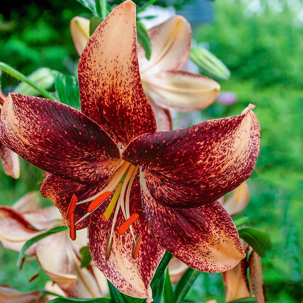Shop Chocolate Event Lily | Asiatic Lilies | Breck's