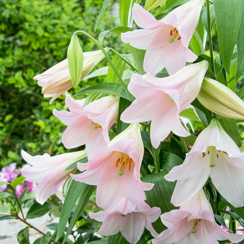 Shop Magnifique Lily Bulbs | Trumpet Lilies | Breck's