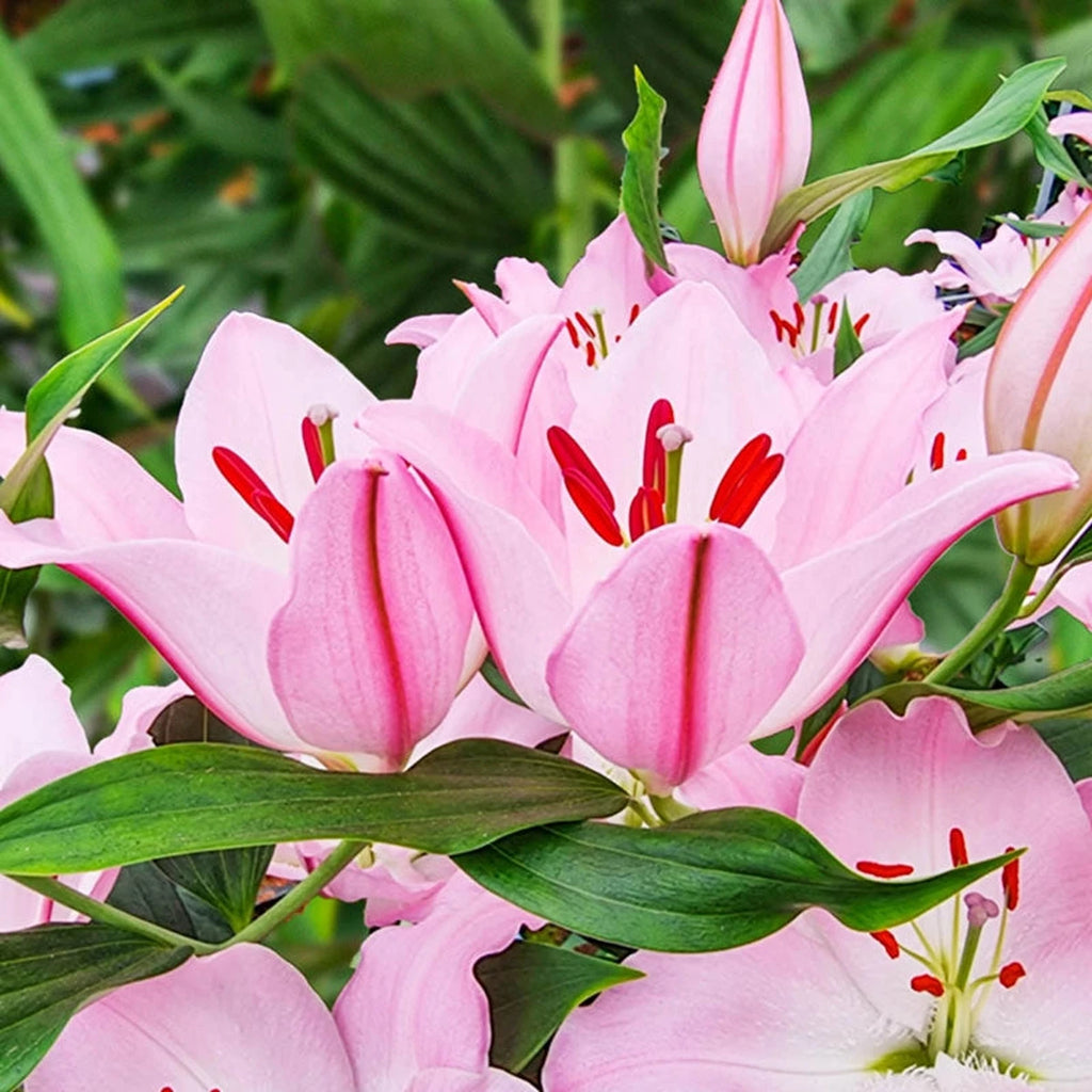 Shop Hilux Lily Bulbs | Oriental Lilies | Breck's