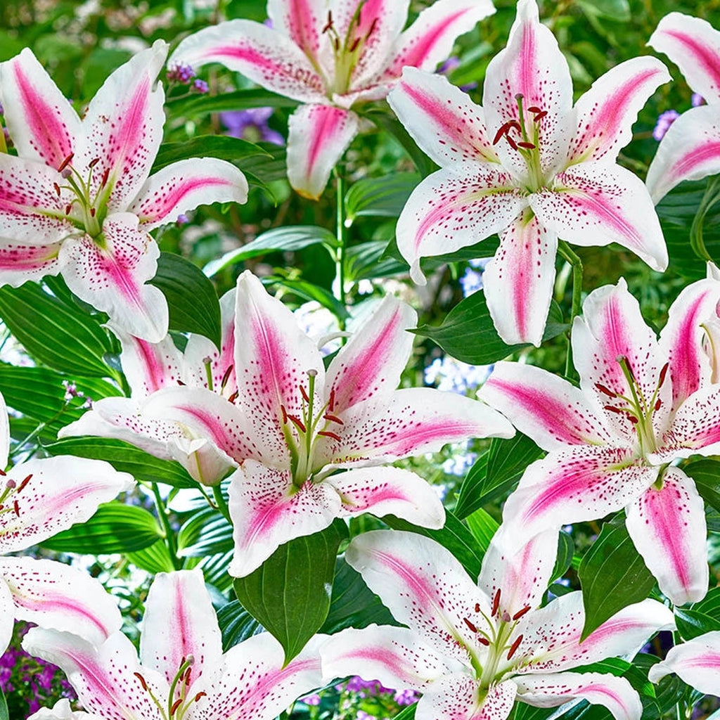 Lovely Day Lily | Oriental Lilies for Sale | Breck's