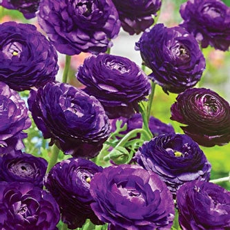 Ranunculus Purple Sensation | Spring Planted Bulbs | Breck's – Brecks