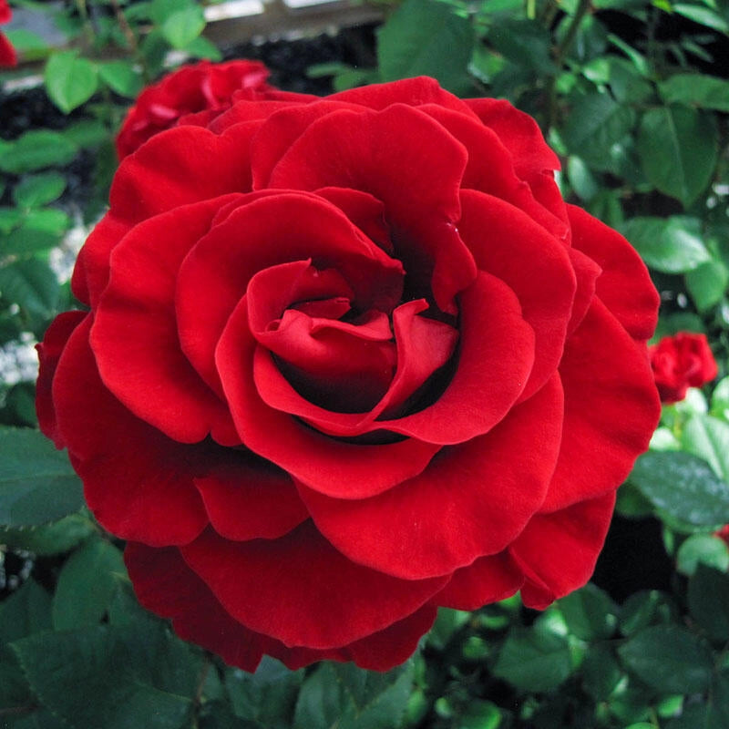 Firefighter Hybrid Tea Rose | Flowering Plants | Breck's