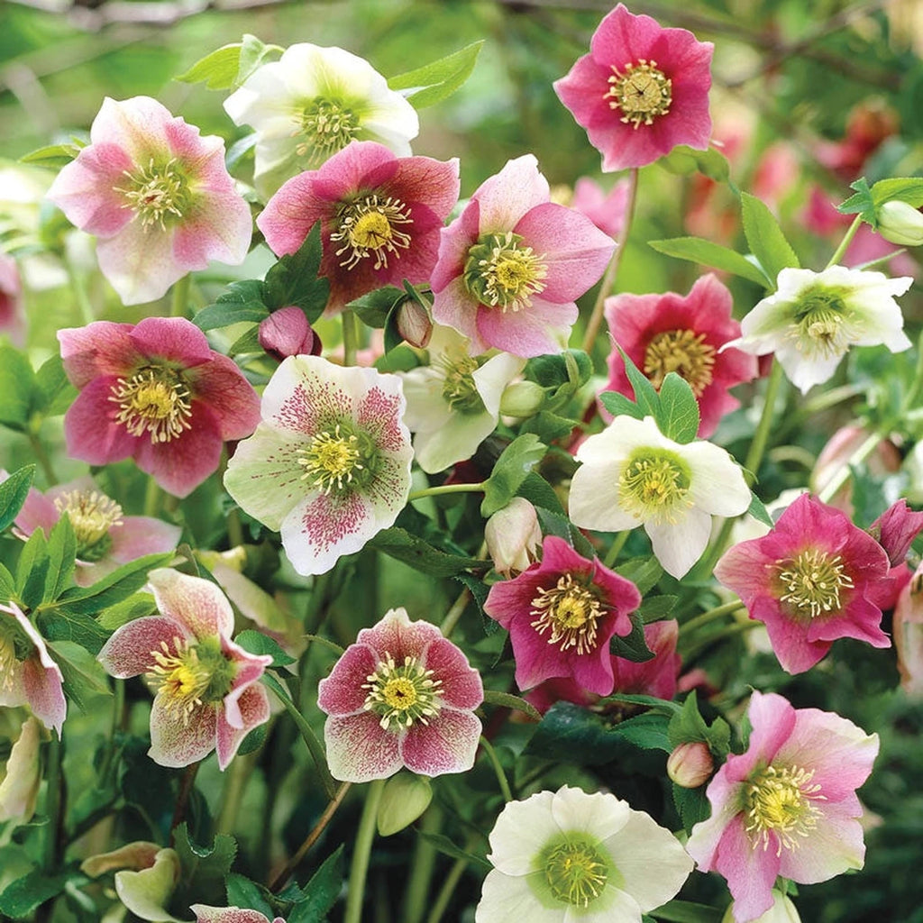 Shop Mixed Hellebores (Helleborus orientalis Mix) | Breck's