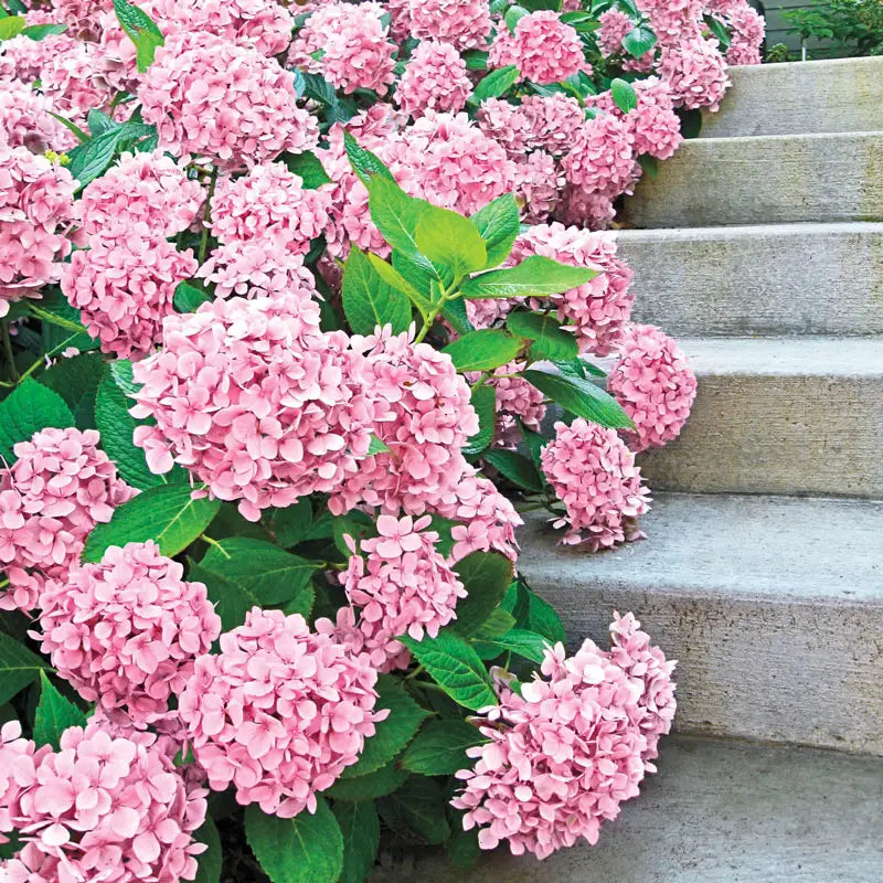 Forever Pink Hydrangea | Hedges and Shrubs | Shop Breck’s