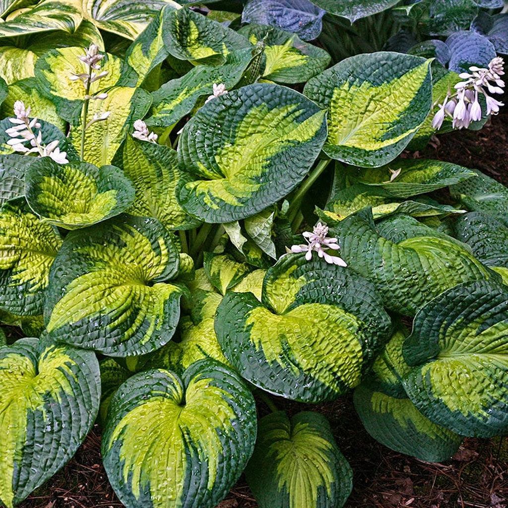 Brother Stefan Hosta | Shade Perennials for Sale | Breck's