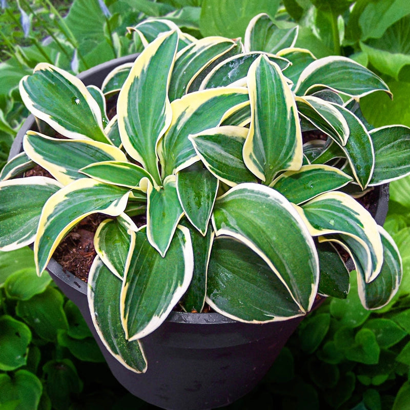 Shop Funny Mouse Mini Hostas | Shade Perennials | Breck's
