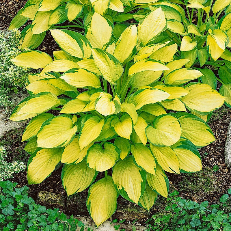 Buy Gold Standard Hosta Plants | Shade Perennials | Breck's – Brecks