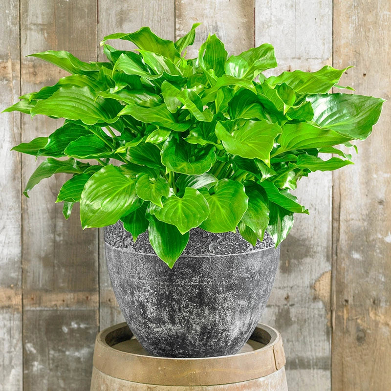 Buy Invincible Hosta Plants | Shade Perennials | Breck's