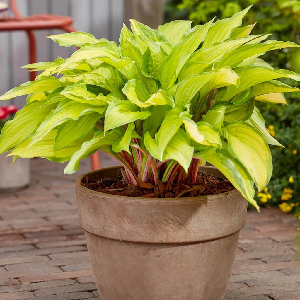 Shop Lipstick Kiss Hosta | Shade Perennials | Breck's