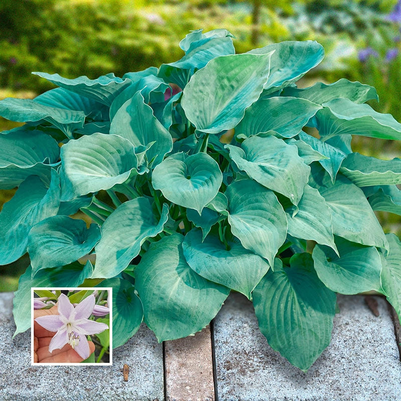 Buy Moonlight Sonata Hosta | Shade Perennials | Breck's