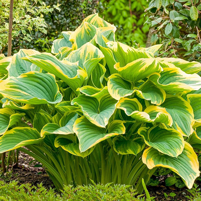 Buy Sagae Hosta Plants Online | Shade Perennials | Breck's