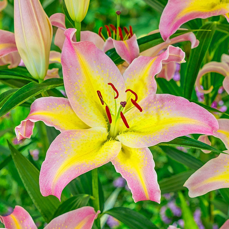 Hocus Pocus Lily | Oriental Lilies for Sale | Breck's – Brecks