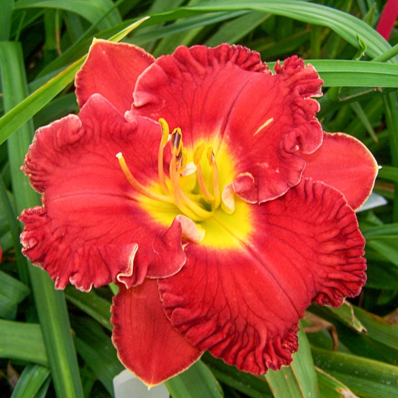 Buy Mesmerizer Reblooming Daylily | Daylilies | Brecks