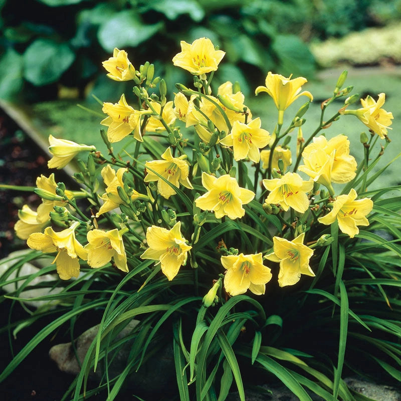 Buy Happy Returns Reblooming Daylily | Daylilies | Brecks