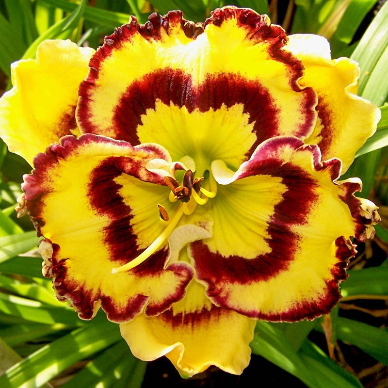 Pansy Face Charmer Reblooming Daylily | Shop Online | Brecks