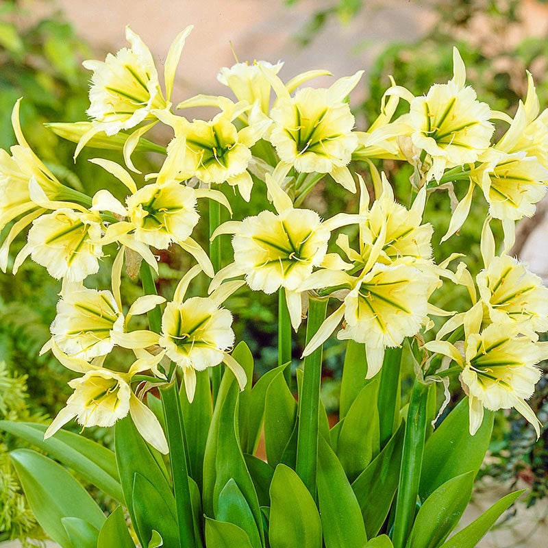 Buy Sulphur Queen Peruvian Daffodil | Summer Bulbs | Breck's