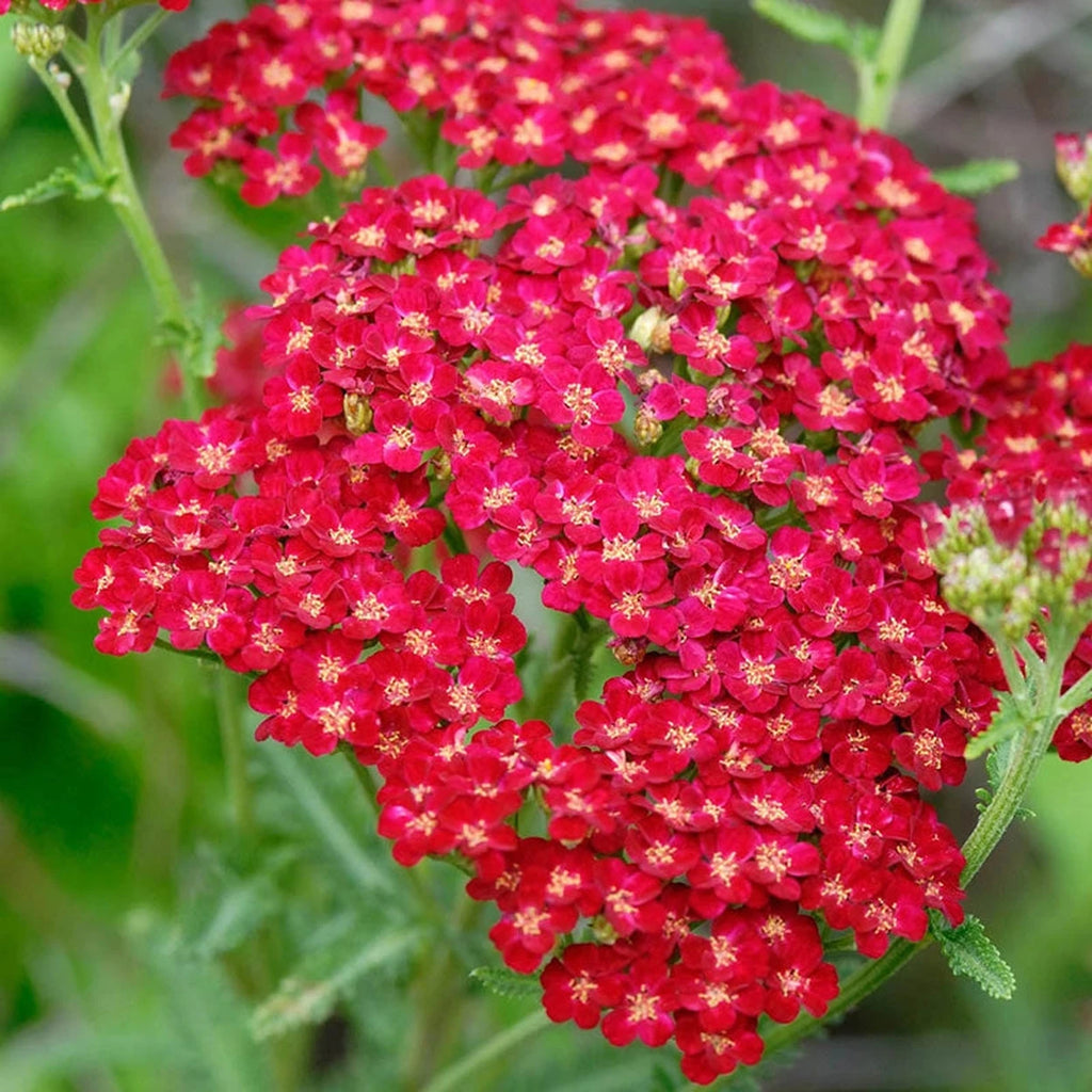 Shop Red Velvet Yarrow Online | Sun Perennials | Breck's