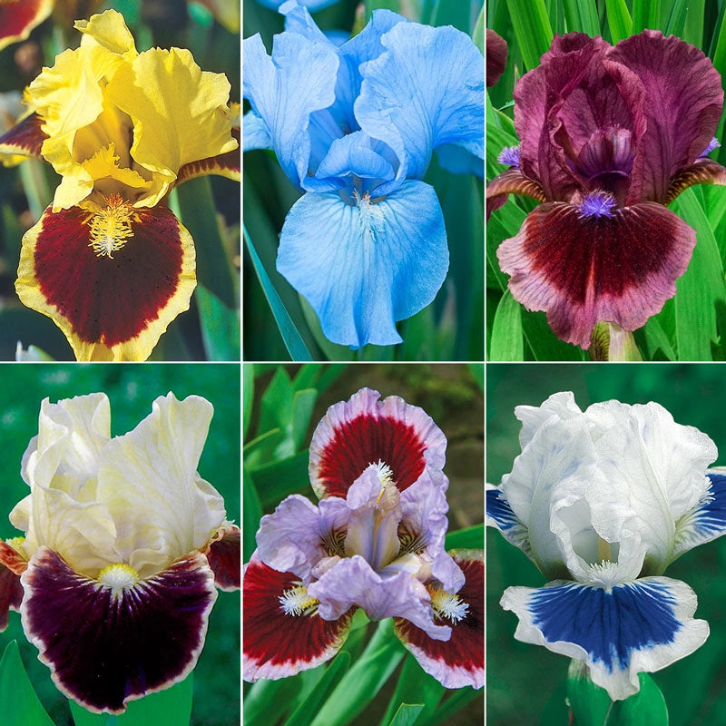 Breck's Dwarf Bearded Iris Collection | Buy Online | Breck's