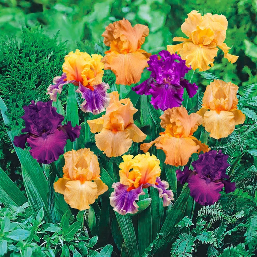 Shop Twilight Splendour Bearded Iris Mixture | Breck's