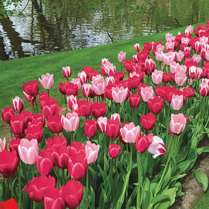 Buy Perennial Delight Tulip Mixture | Tulip Bulbs | Breck's