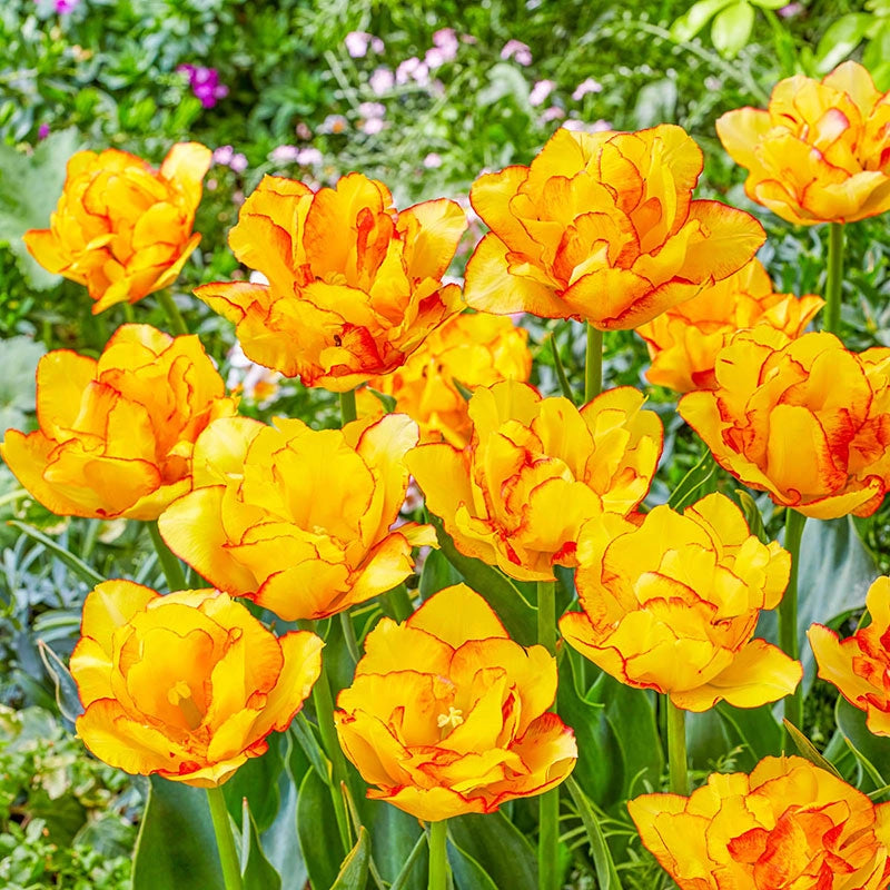 Shop Here Comes The Sun Tulips | Tulip Bulbs | Breck's – Brecks