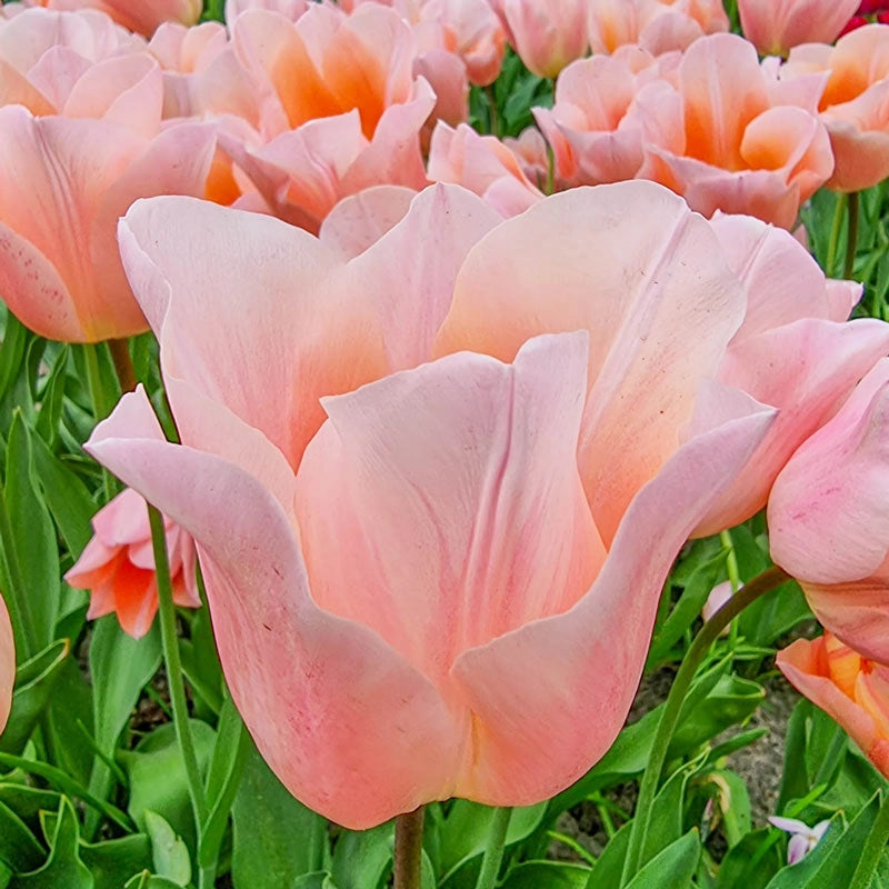 Buy Apricot Beauty Tulips Online | Tulip Bulbs | Breck's