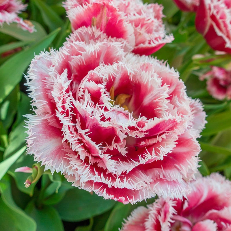 Shop Brest Tulip Bulbs Online | Double Tulips | Breck's