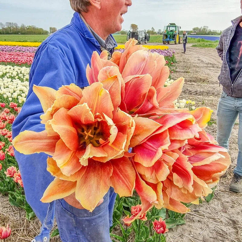 Shop Callahan Tulip Bulbs Online | Double Tulips | Breck's