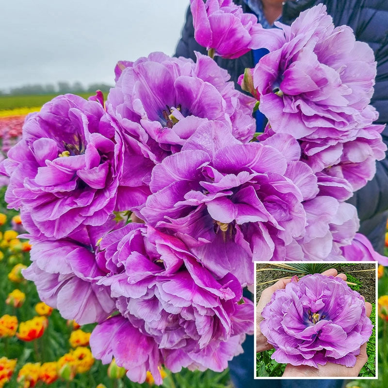 Buy Dancing Passion Tulip Bulbs | Double Tulips | Breck's