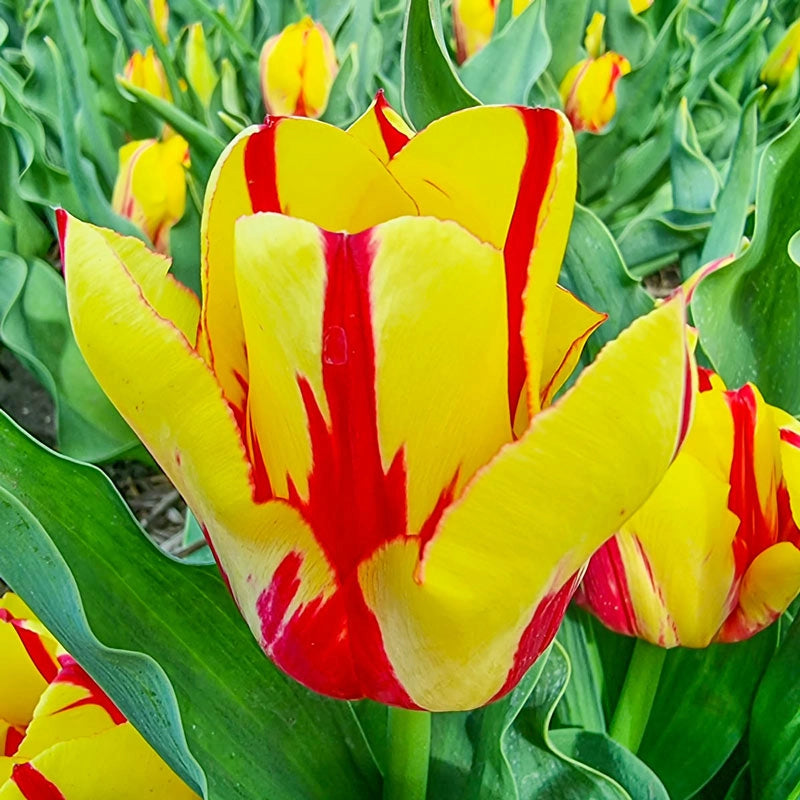 Shop Firecracker Tulips Online | Triumph Tulips | Breck's