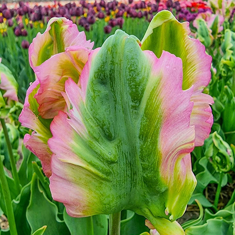 Buy Green Wave Tulip Online | Parrot Tulip Bulbs | Breck's