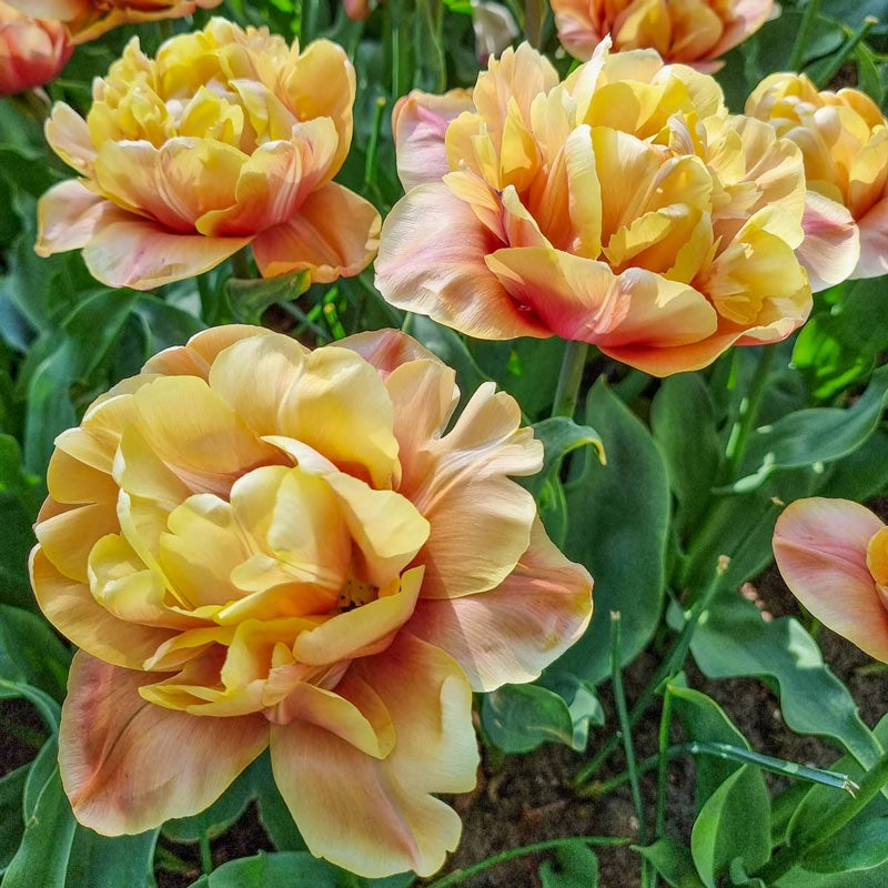 Shop La Belle Epoque Tulip Bulbs | Double Tulips | Breck's
