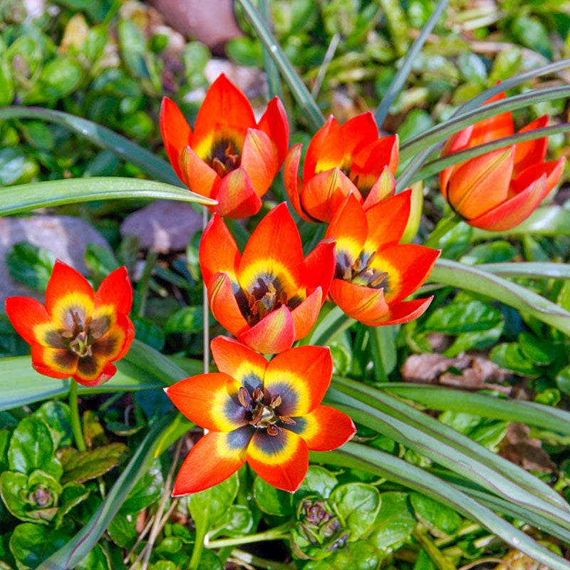 Shop Little Princess Tulips Online | Tulip Bulbs | Breck's