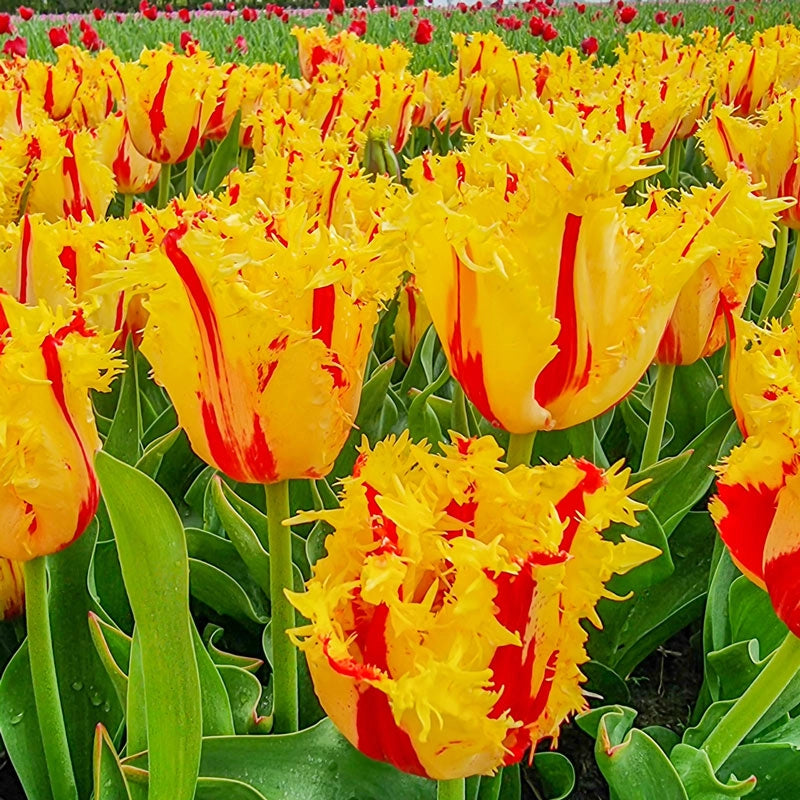 Buy Phantom Tulip Bulbs Online | Fringed Tulips | Breck's