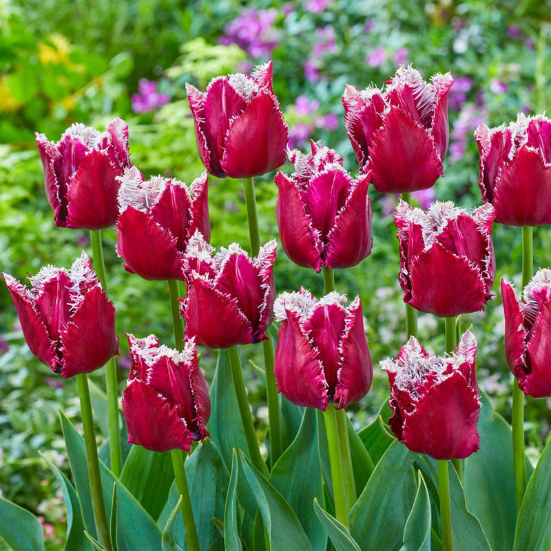 Shop San Pablo Tulips Online | Fringed Tulip Bulbs | Breck's