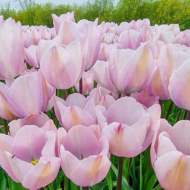 Buy Silver Cloud Tulip Online | Fall Planted Bulbs | Breck's