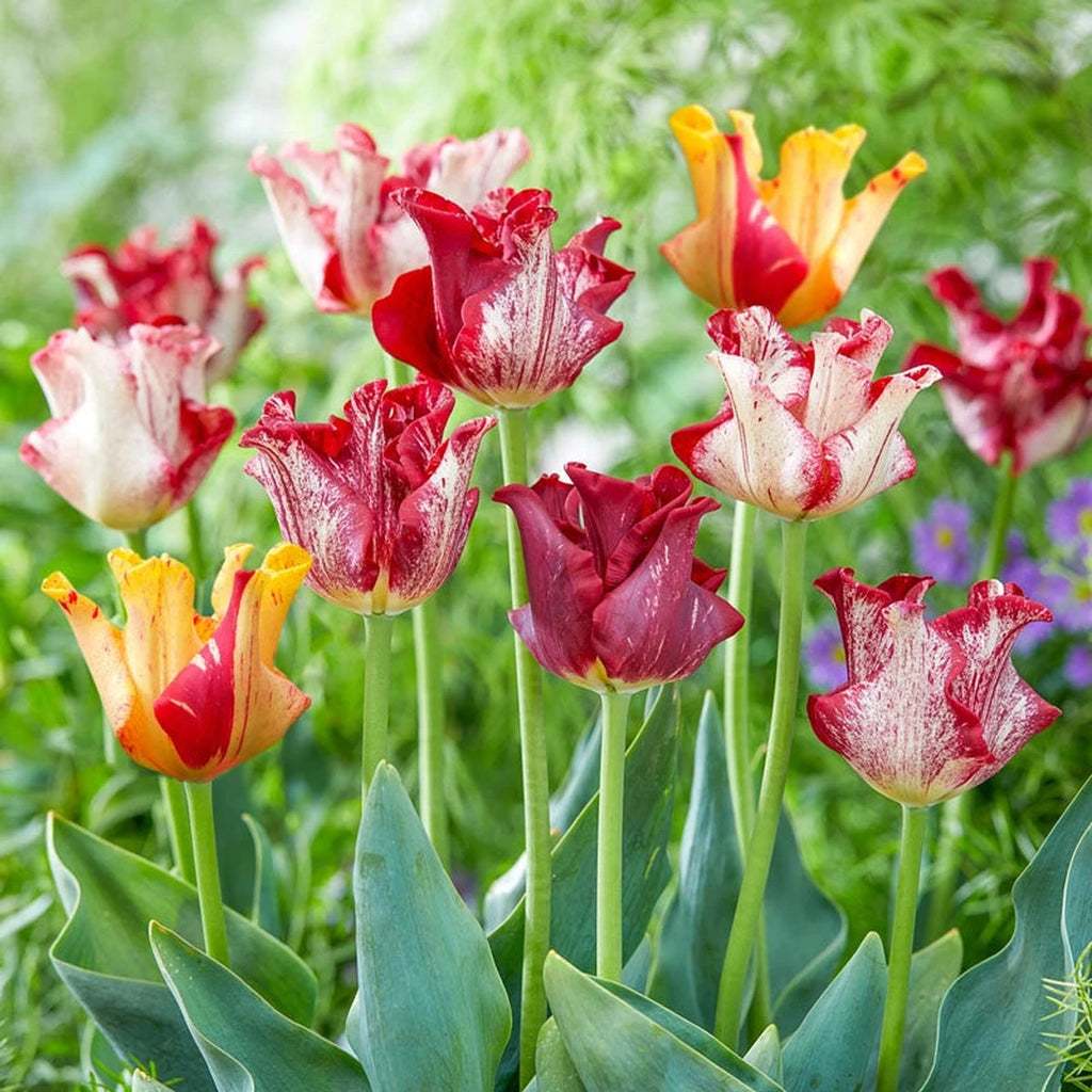 Shop Striped Crown Tulip Bulbs | Single Tulips | Breck's