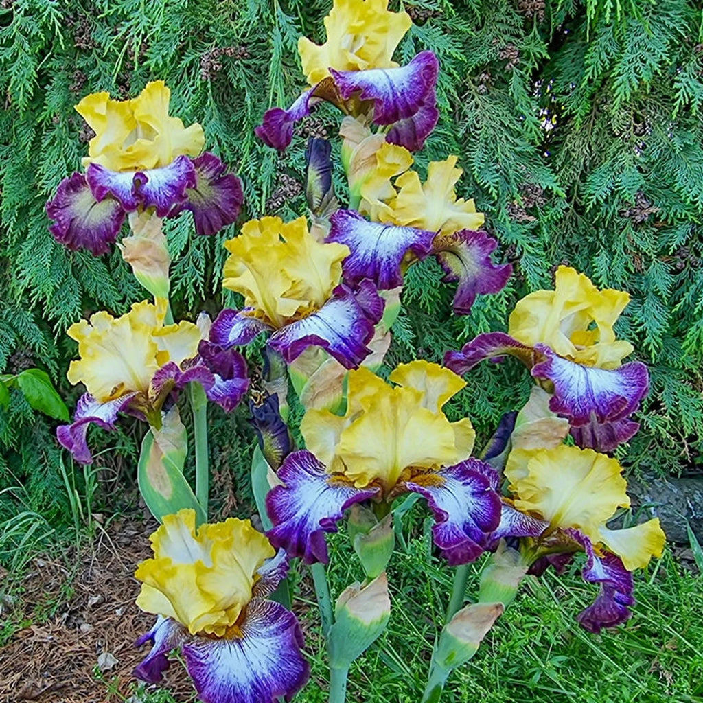 Shop Margin Call Bearded Iris | Iris Rhizomes | Breck's