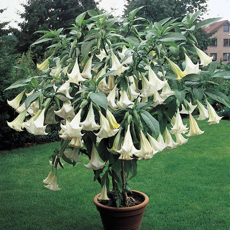 Shop Angel Trumpet White | Patio Plants for Sale | Breck's