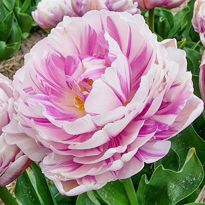 Shop Raspberry Snow Tulip Bulbs | Double Tulips | Breck's