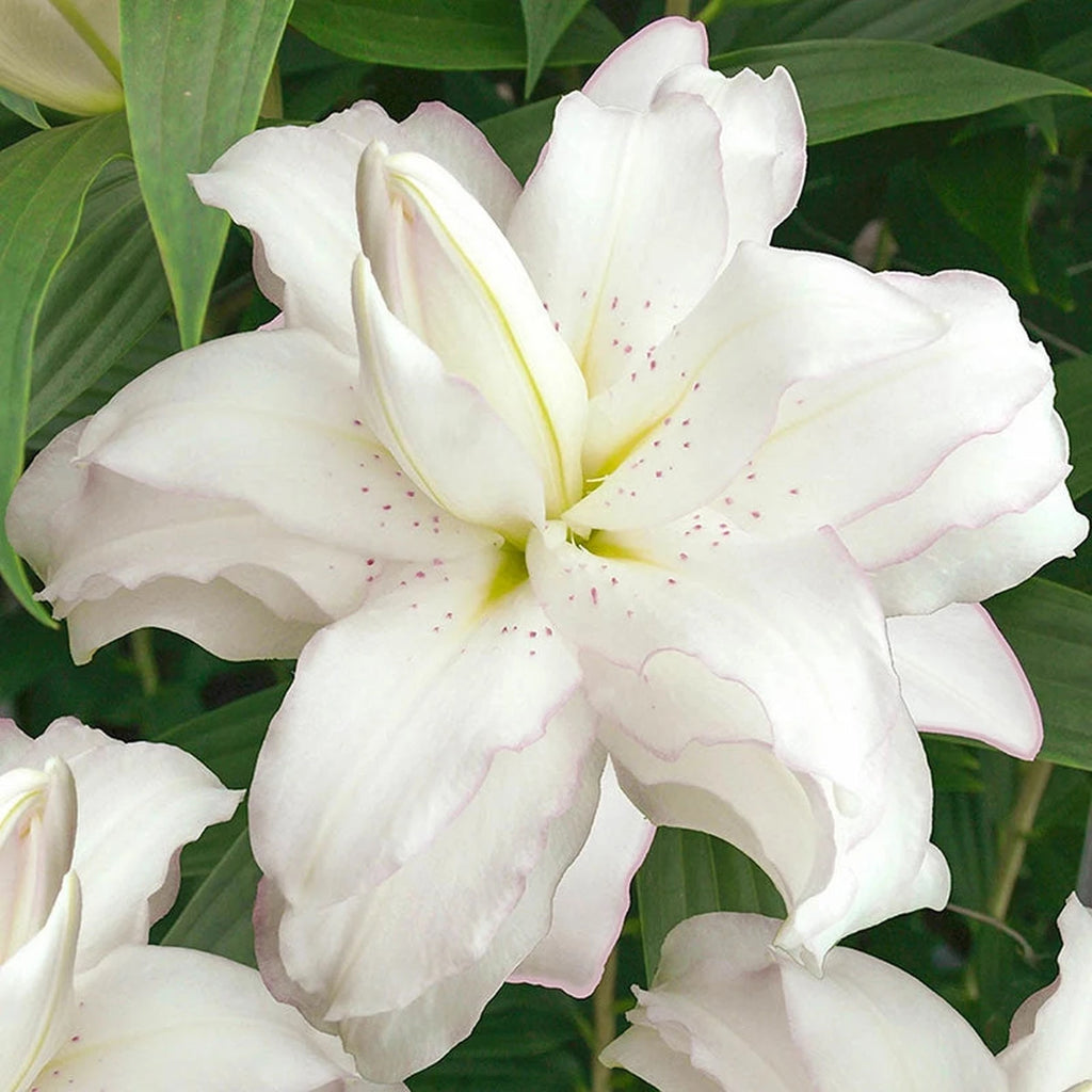 Shop Lotus Beauty Lily Bulbs | Oriental Lilies | Breck's