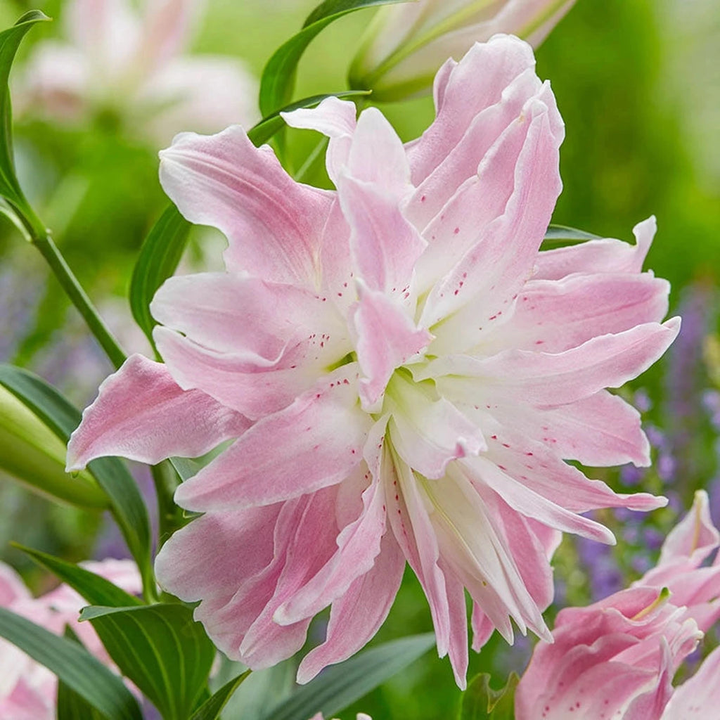 Shop Lotus Elegance Lily Bulbs | Oriental Lilies | Breck's