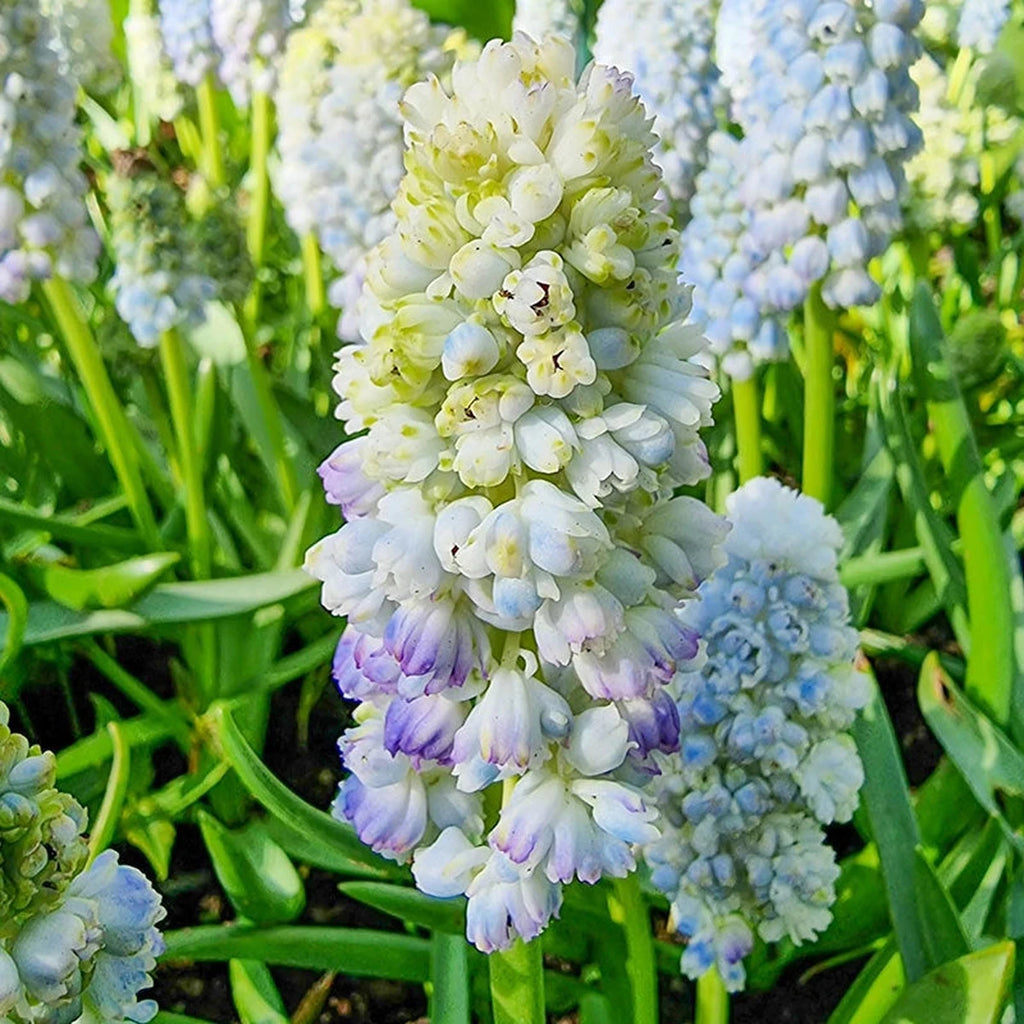 Double Beauty Grape Hyacinths | Shop Online | Breck's