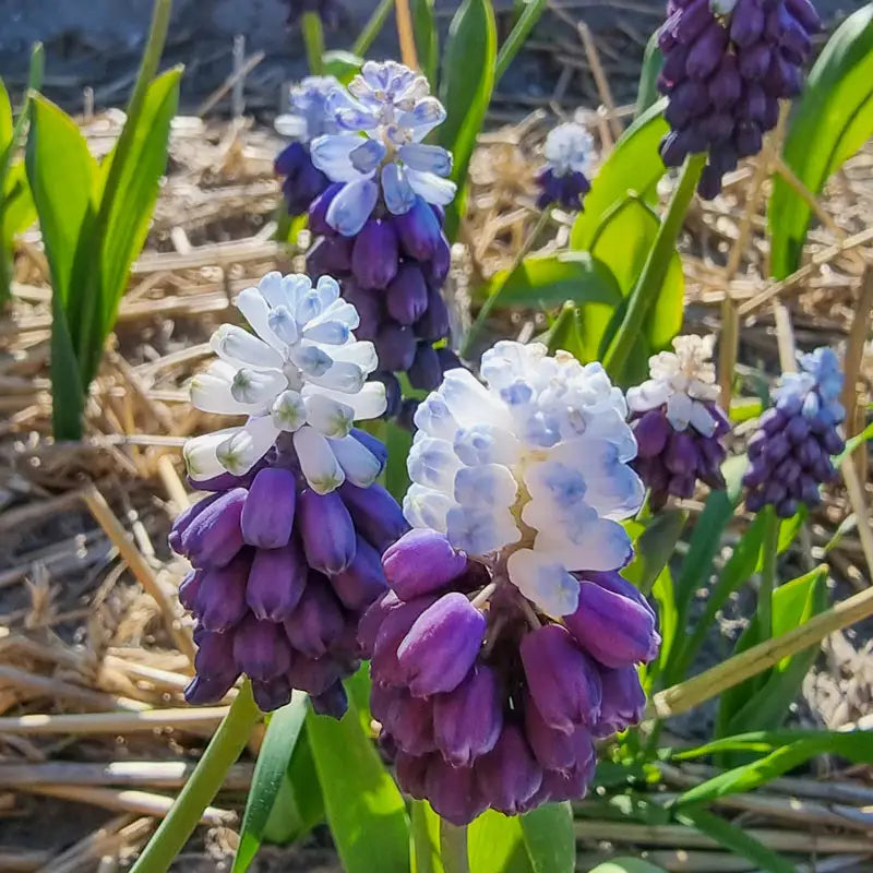 Buy Grape Ice Grape Hyacinths | Fall Planted Bulbs | Breck's