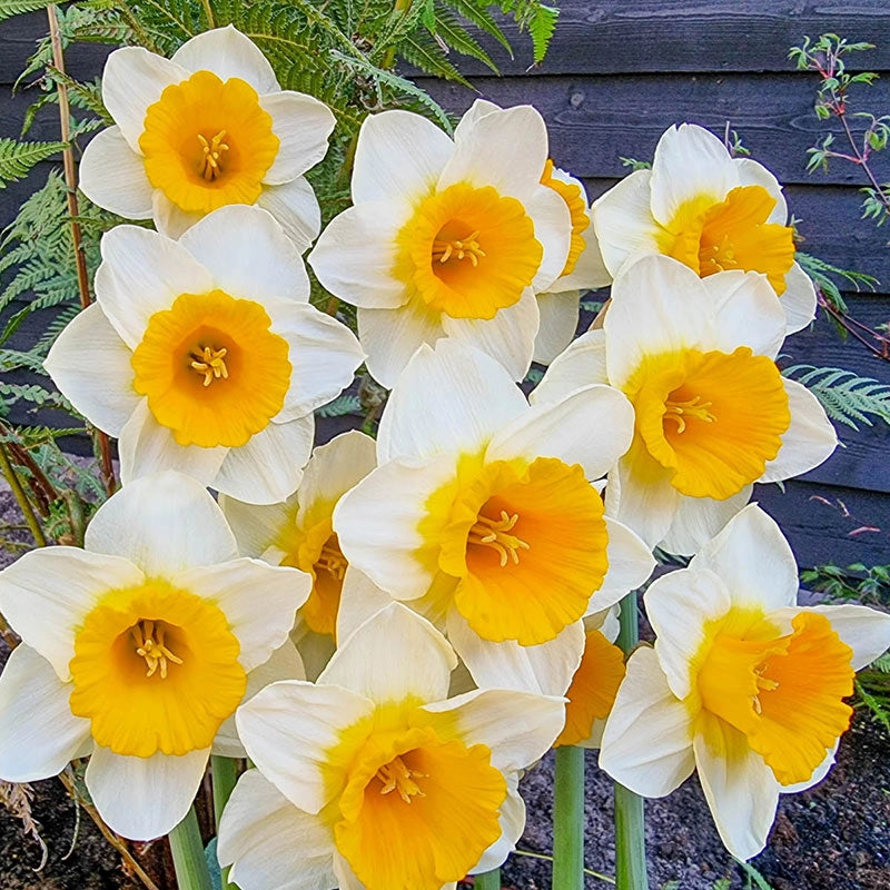 Buy Warm Embrace Daffodils Online | Daffodil Bulbs | Breck's