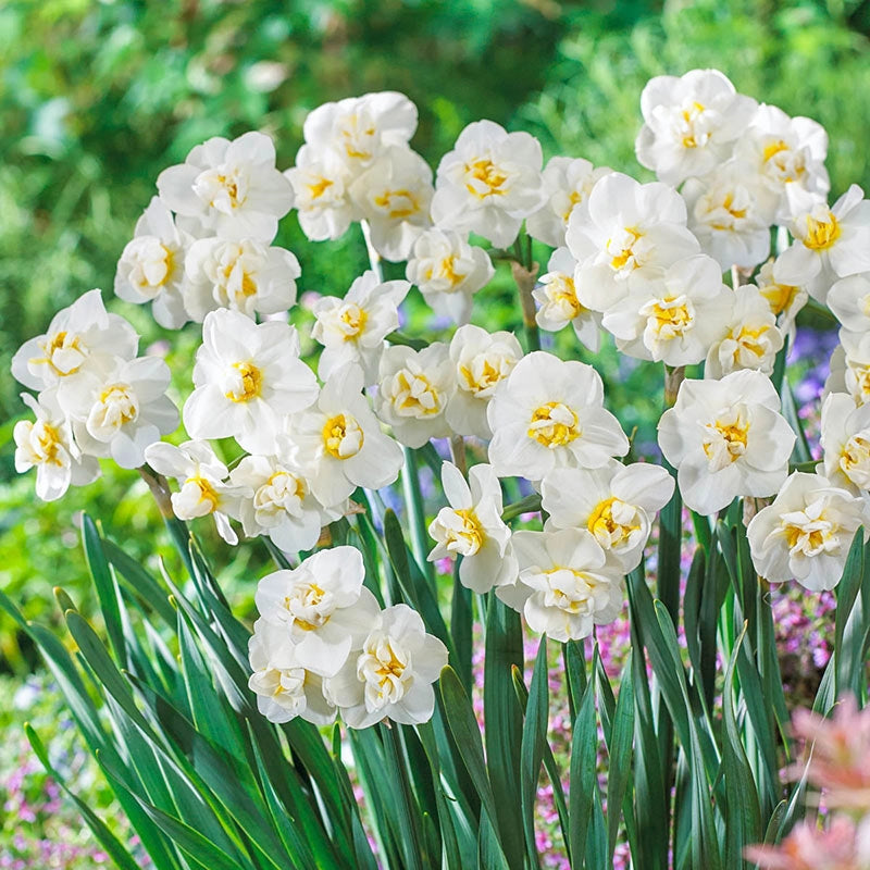 Buy Fragrant Gardenia Daffodils | Daffodil Bulbs | Breck's