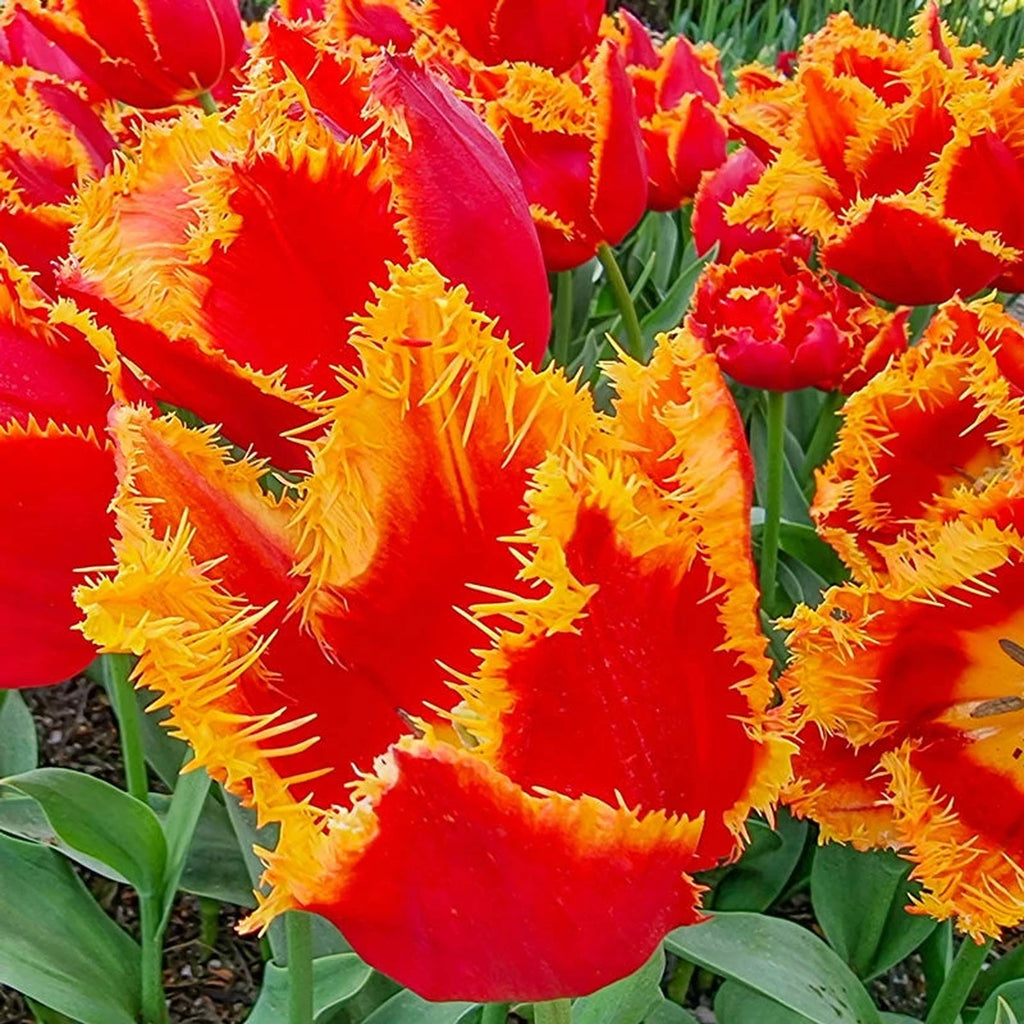 Buy Fabio Tulip Bulbs Online | Fringed Tulips | Breck's