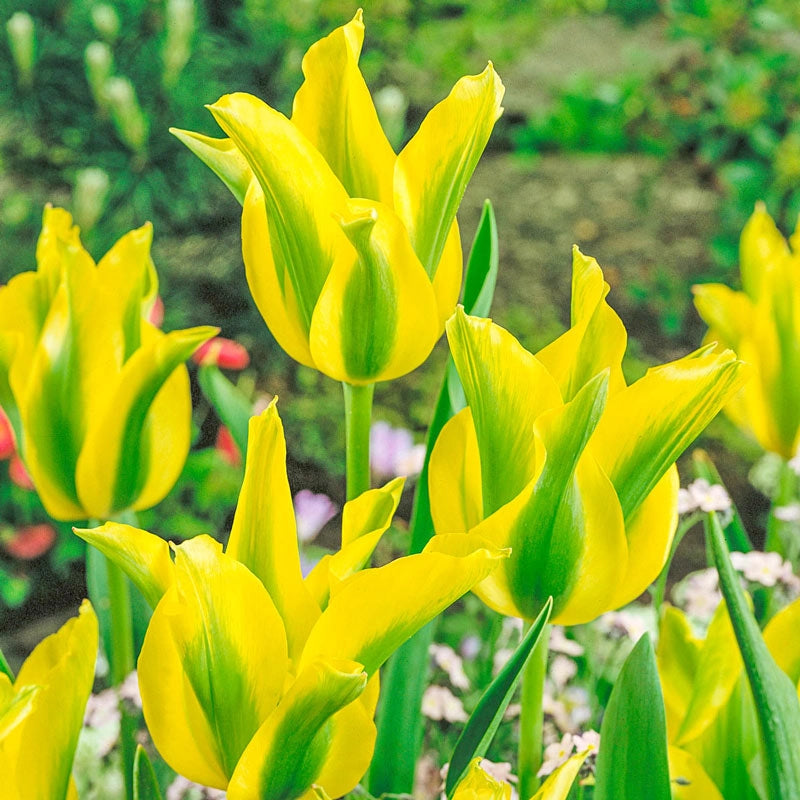 Buy Yellow Springgreen Tulip Bulbs | Single Tulips | Breck's – Brecks
